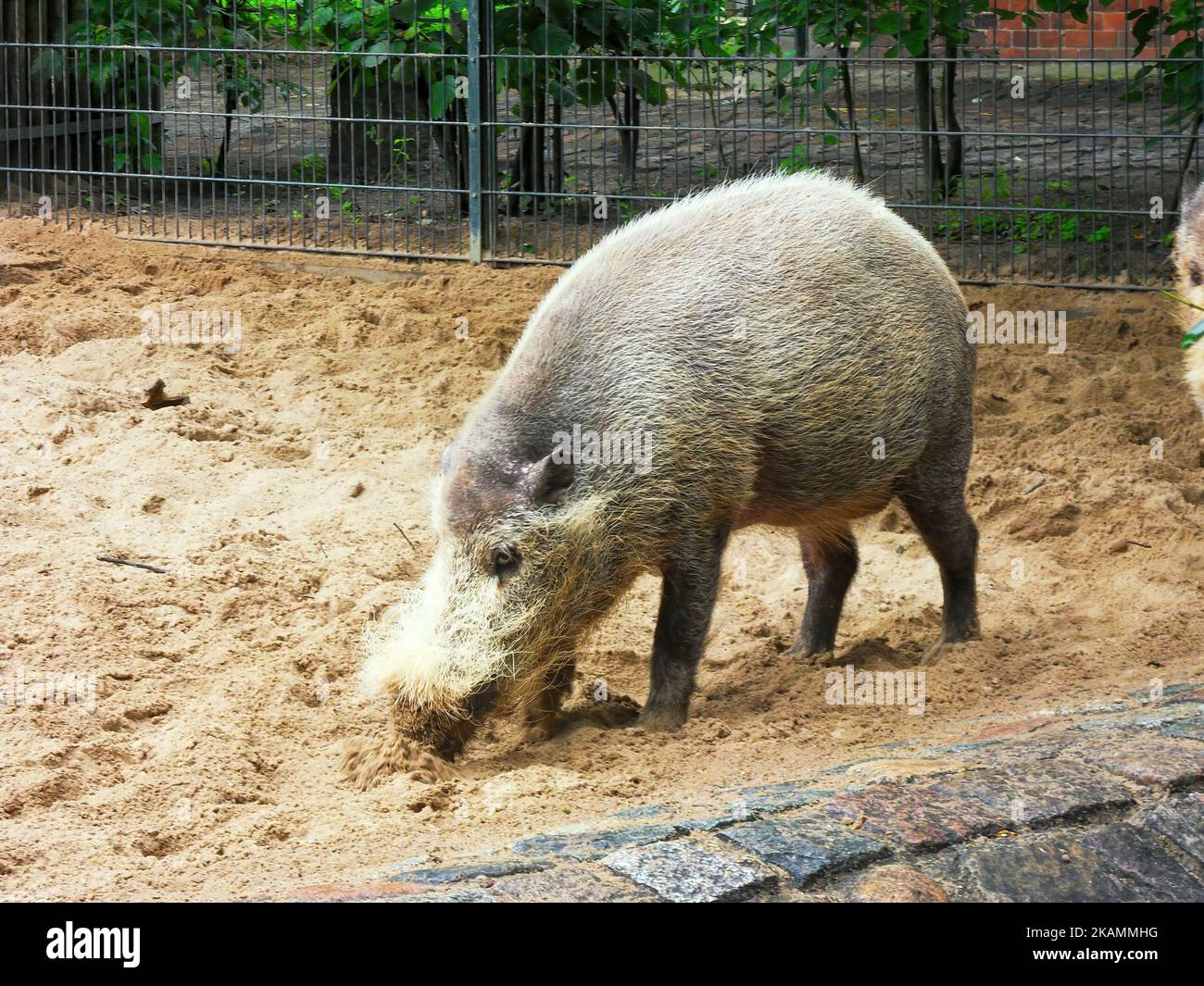 Jungle pig hi-res stock photography and images - Alamy