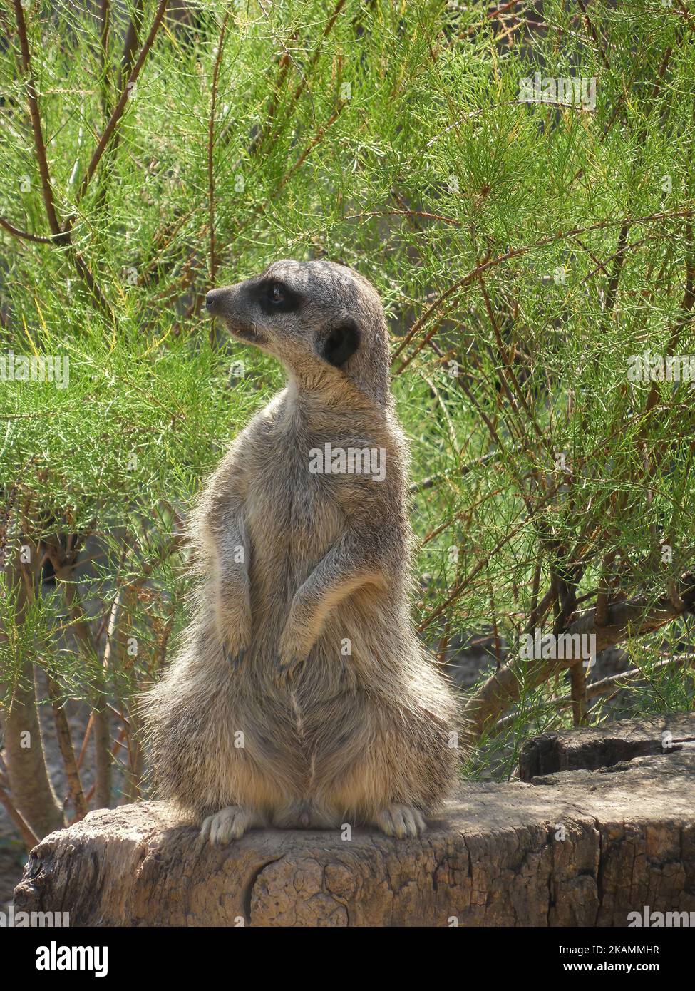 Suricate sitting hi-res stock photography and images - Alamy