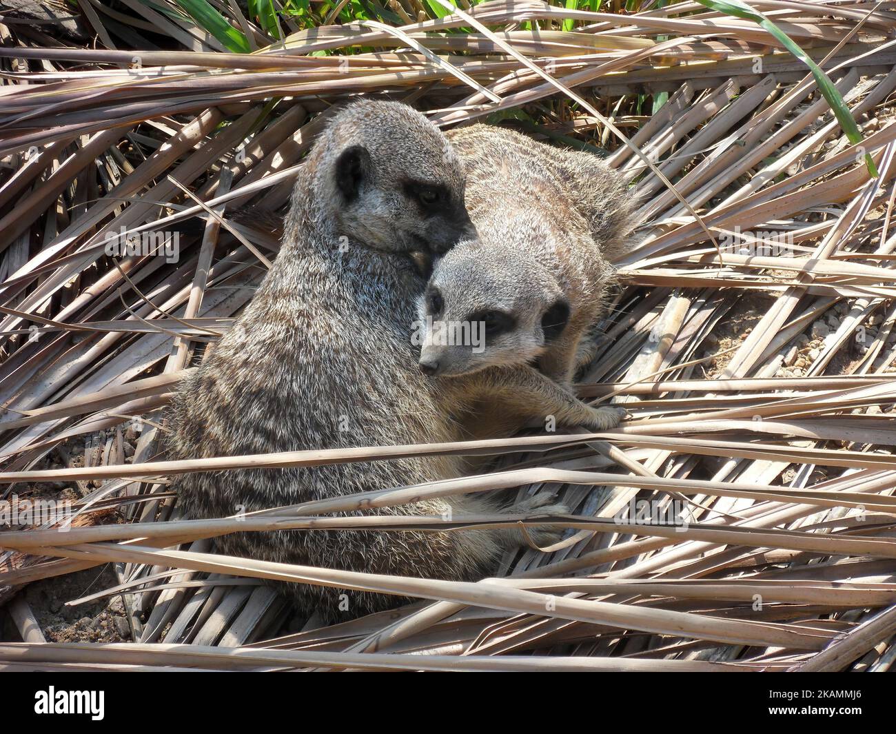 Meerkat meercat suricate hi-res stock photography and images - Alamy