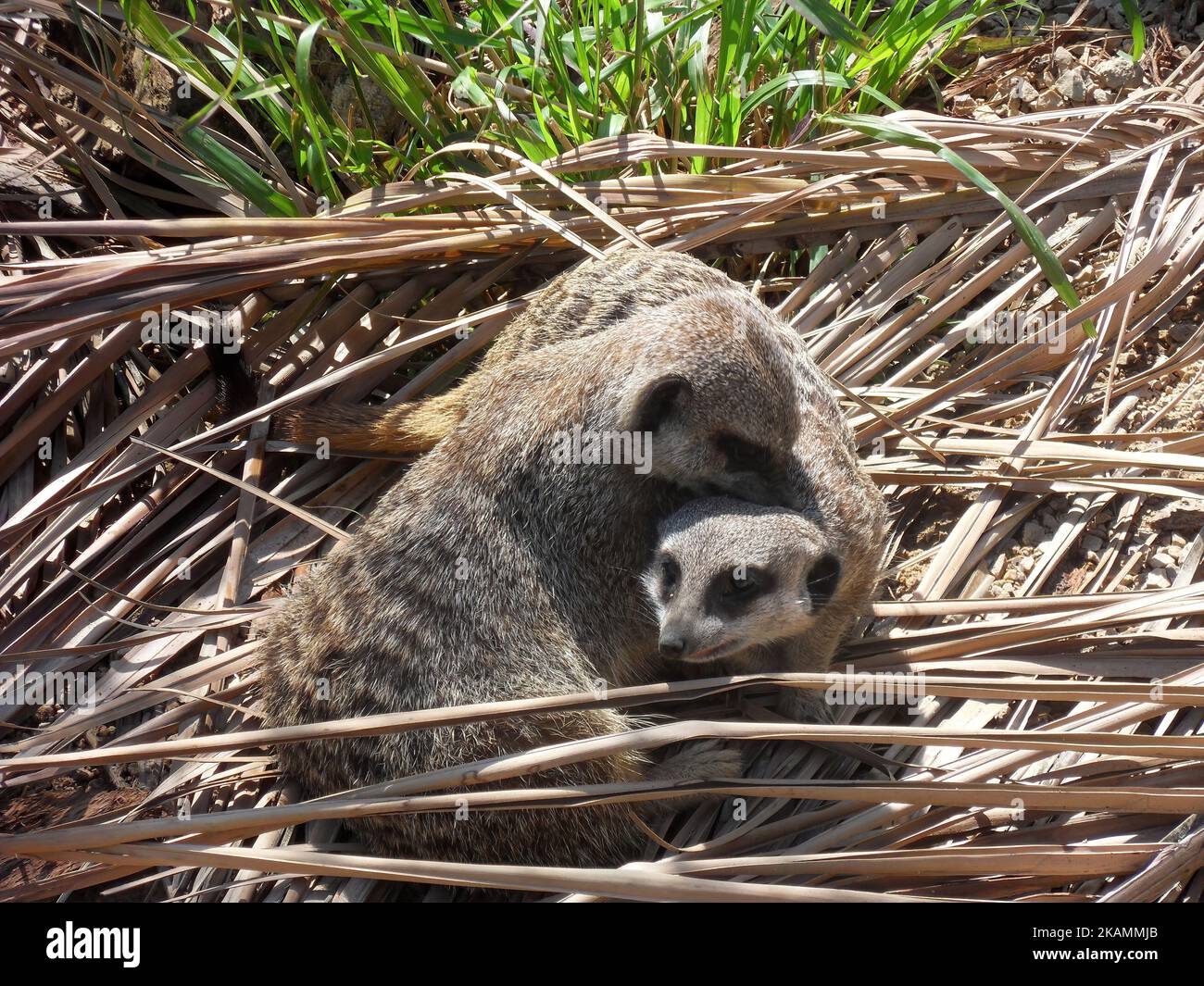 Suricate africa hugging hi-res stock photography and images - Alamy