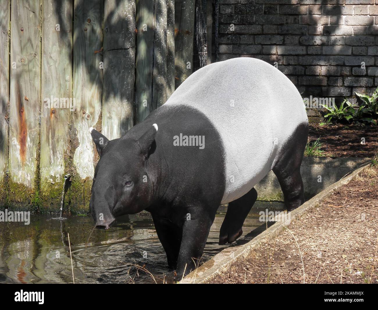 Tapirus indicus grass not eating hi-res stock photography and images ...