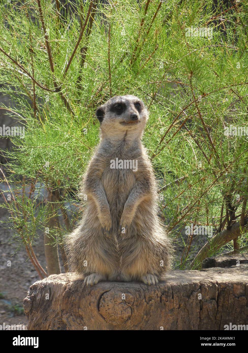 Suricate sitting hi-res stock photography and images - Alamy