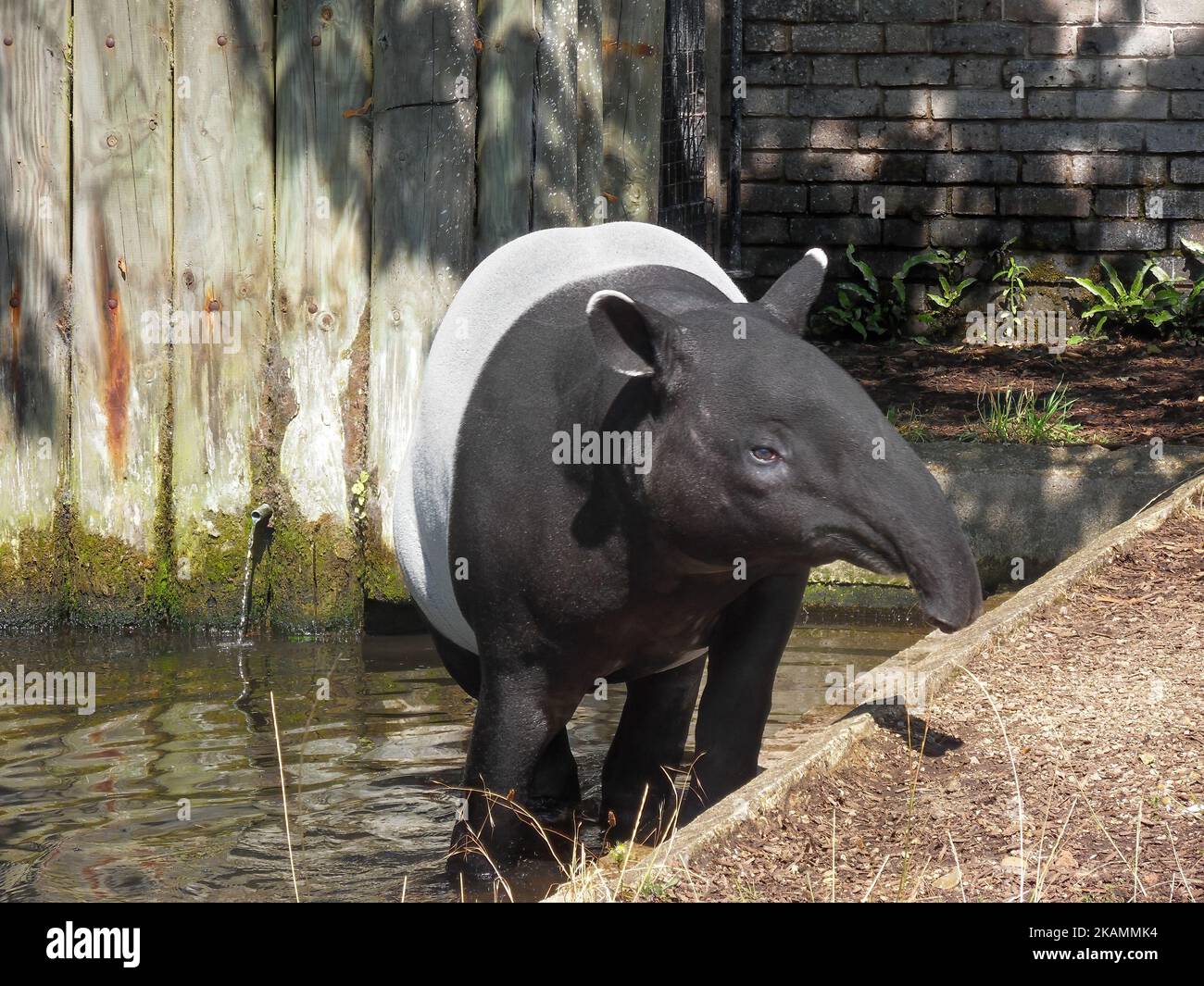 Tapirus indicus grass not eating hi-res stock photography and images ...