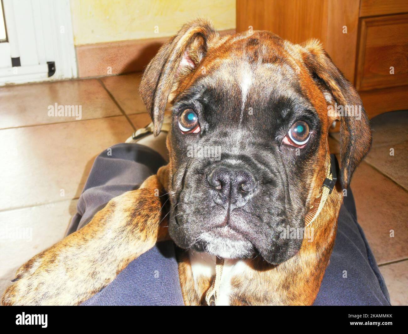 Sad looking boxer dog hi-res stock photography and images - Alamy