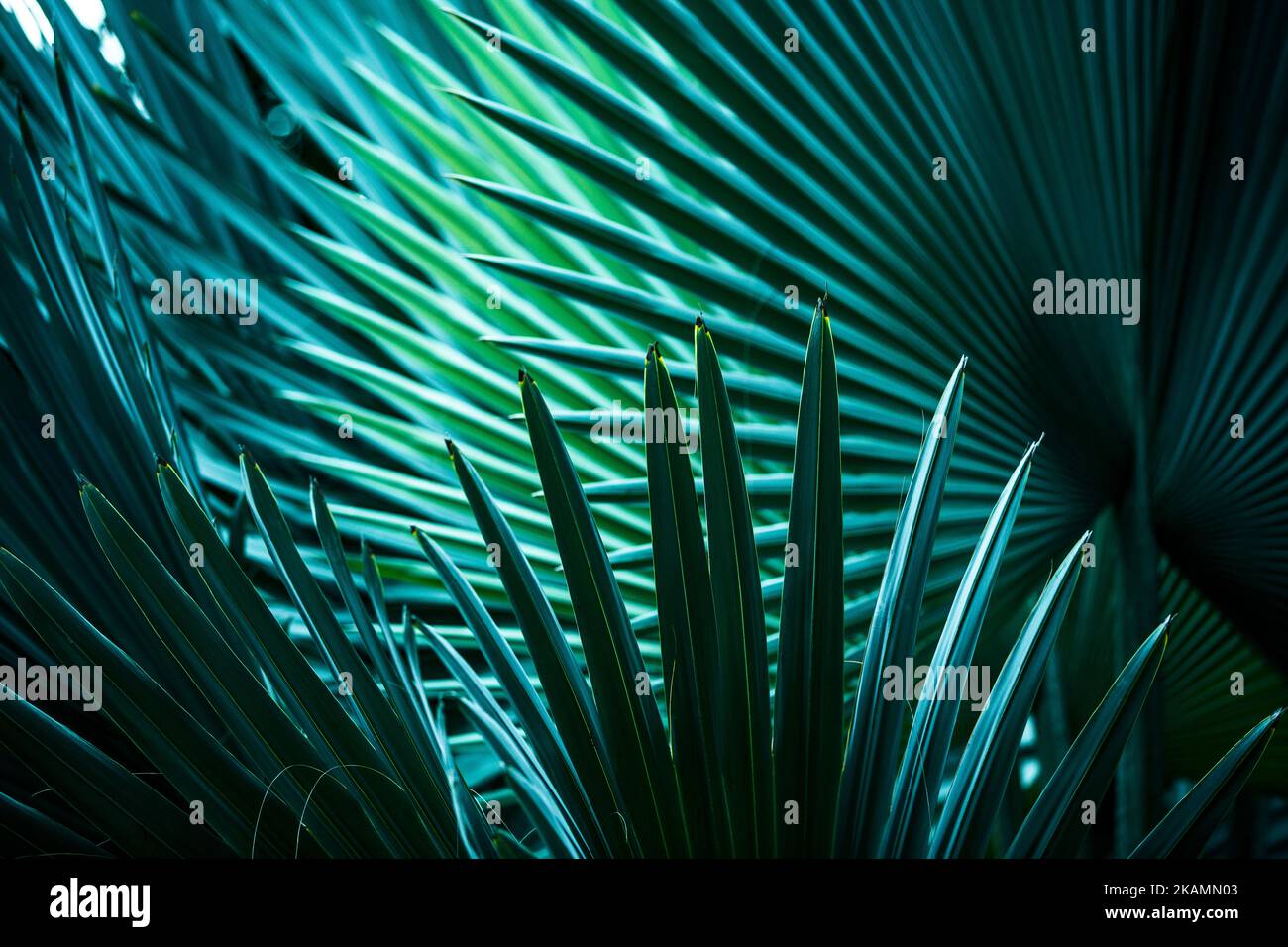 details of Palm leafs in different shades and colors Stock Photo - Alamy
