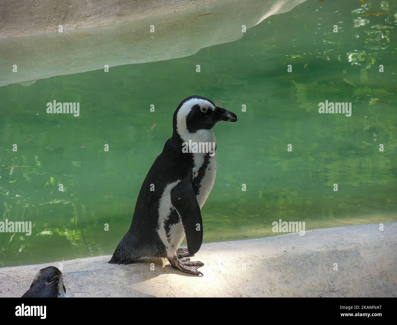 Black coastal biodiversity hi-res stock photography and images - Alamy