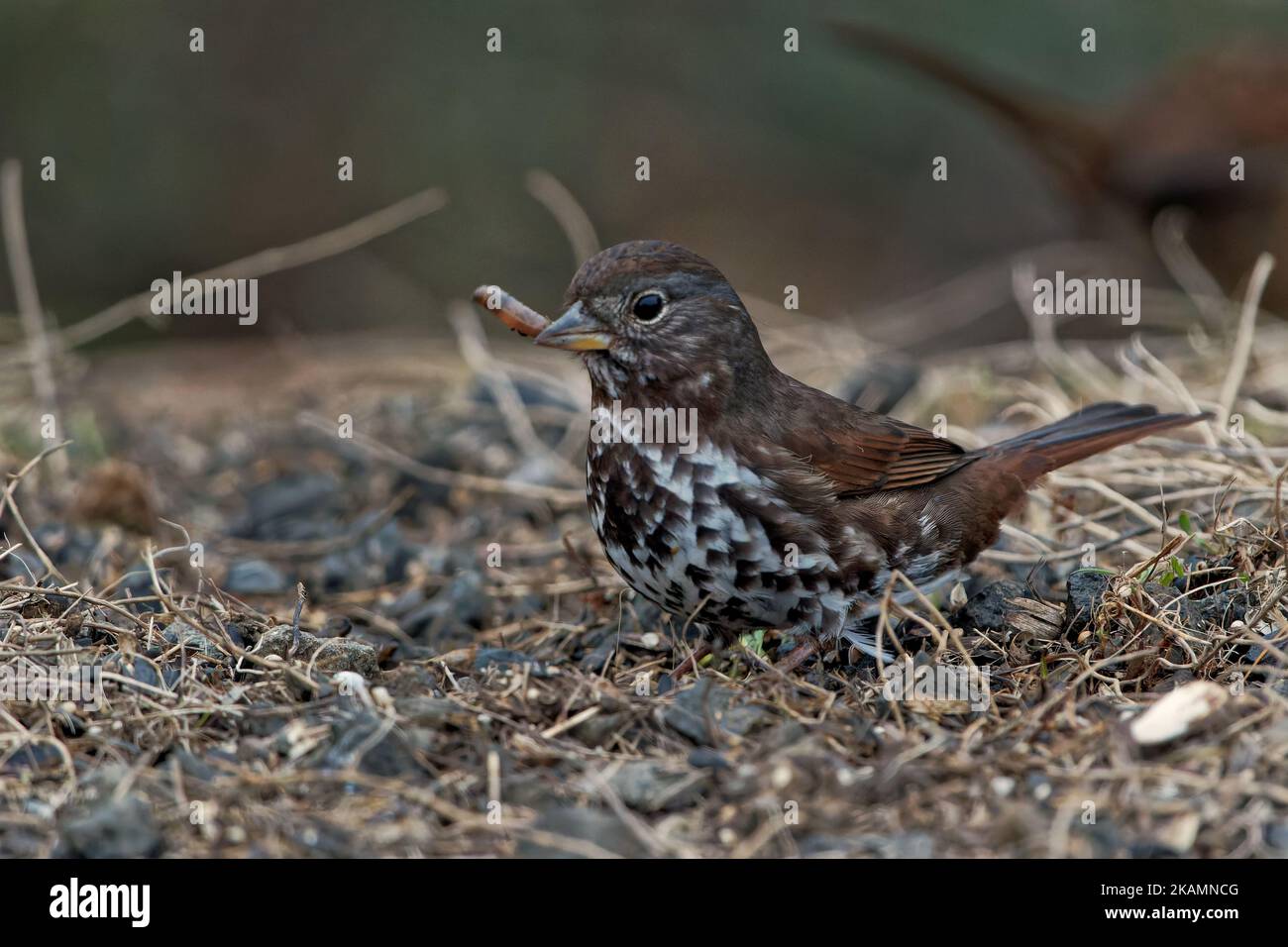 A closeup shot of a tiny passerine bird surrounded by seeds and small ...