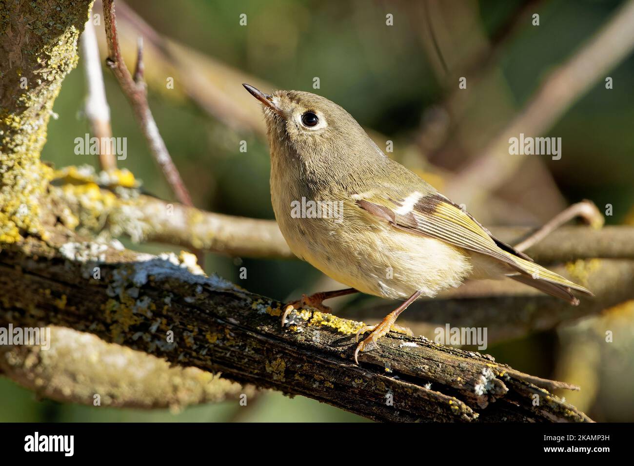Juvenile goldcrest hi-res stock photography and images - Alamy