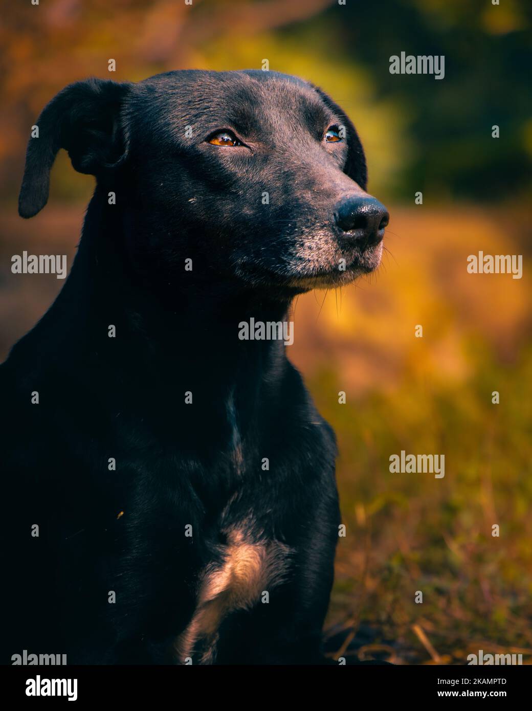 Dog squinting eyes hi-res stock photography and images - Alamy