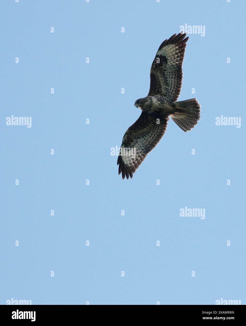 Photographing buzzards hi-res stock photography and images - Alamy
