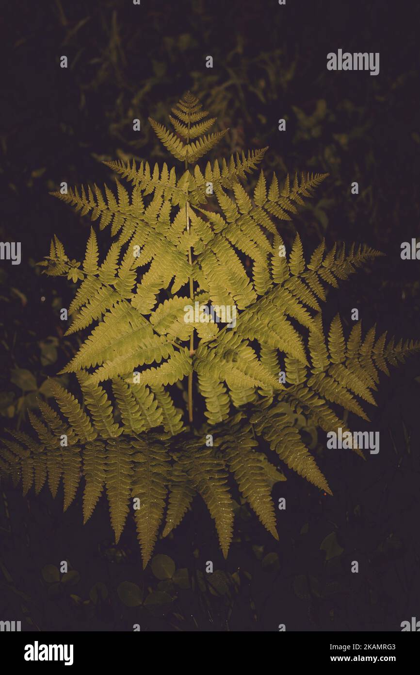 A vertical shot of green ferns plant and its reflection in the water on ...
