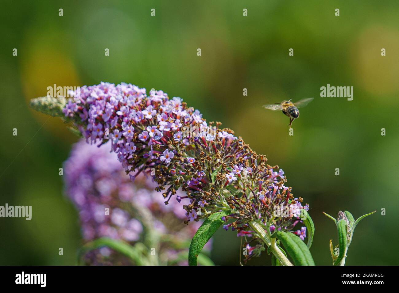 A stop motion of a bee moving around an Empire Blue flower on a green ...