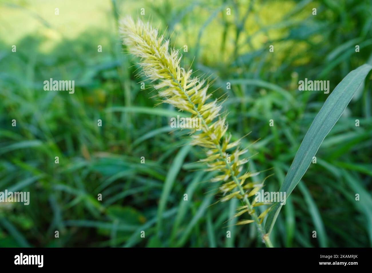 Cornflower colours hi-res stock photography and images - Alamy