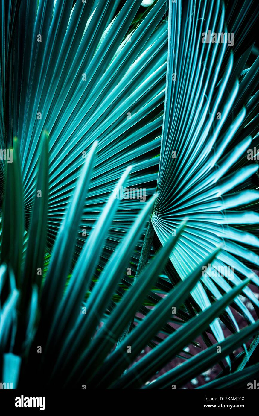 details of Palm leafs in different shades and colors Stock Photo - Alamy