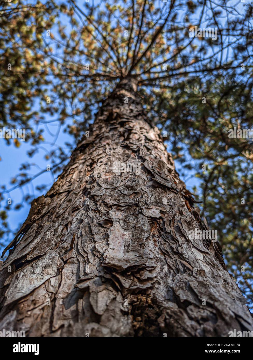 A vertical low-angle shot of a huge tree under the clear sky Stock ...