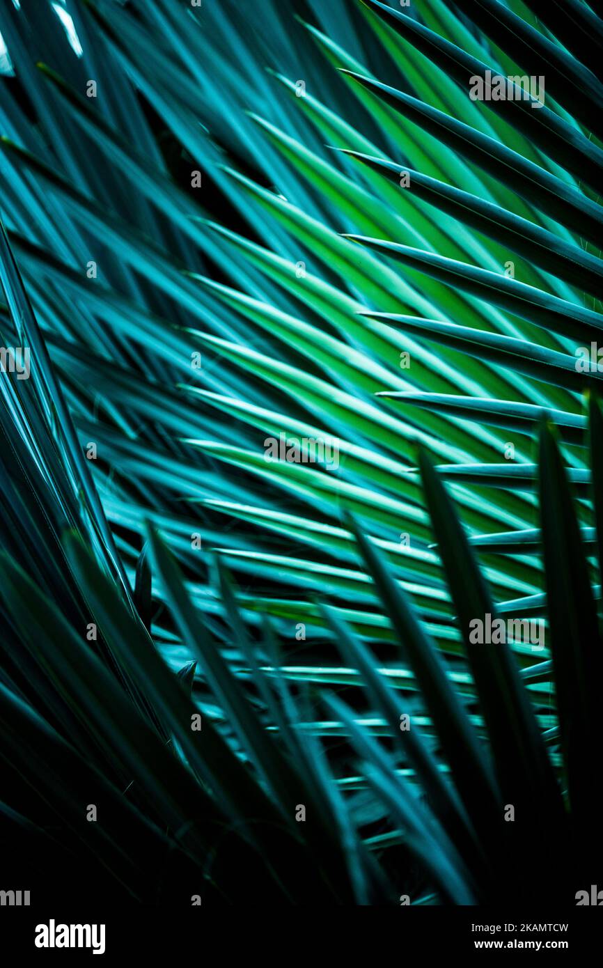 details of Palm leafs in different shades and colors Stock Photo - Alamy