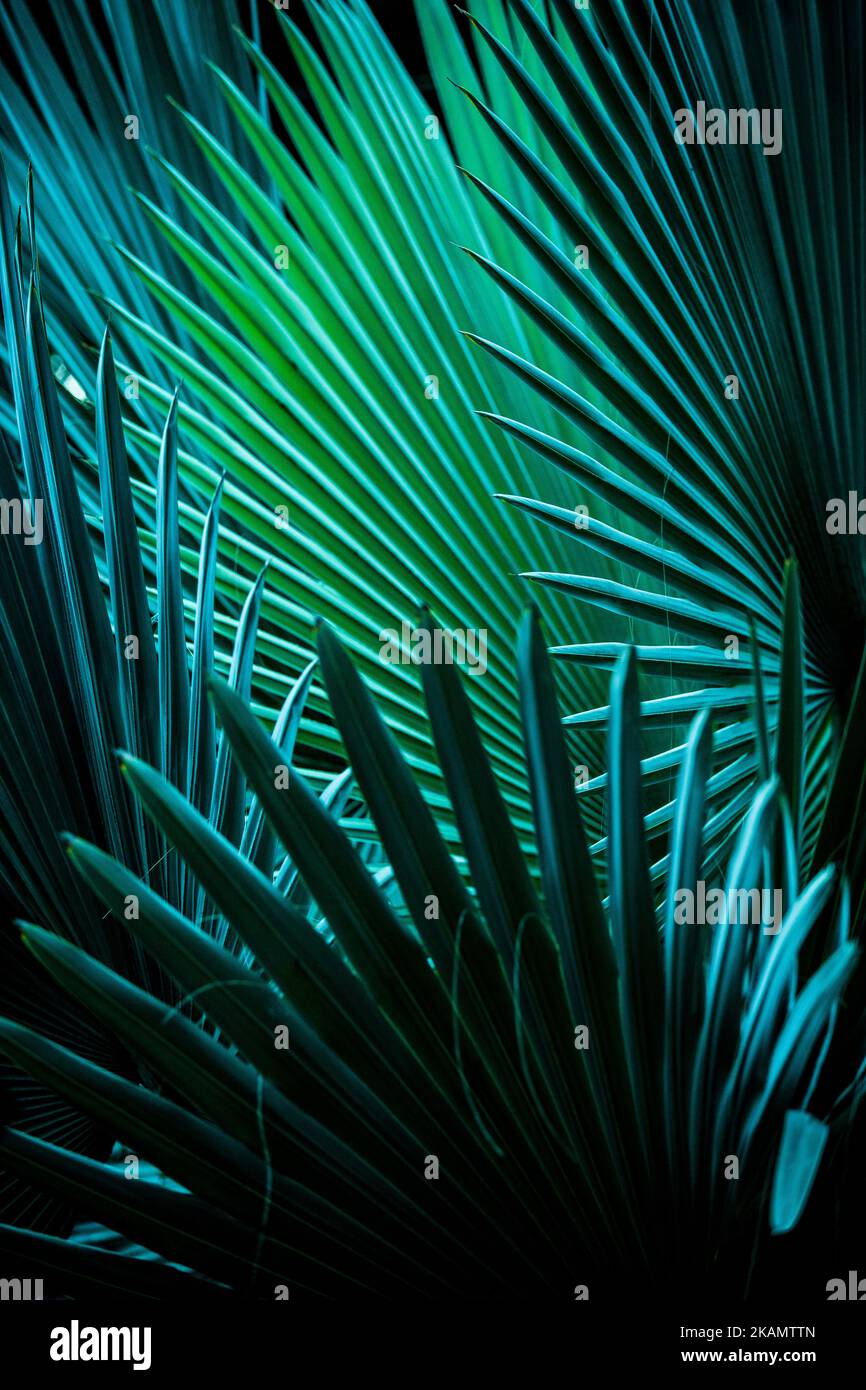 details of Palm leafs in different shades and colors Stock Photo - Alamy