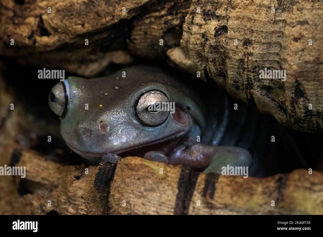 Portrait Detail of an Australian Green Tree Frog (Ranoidea caerulea ...