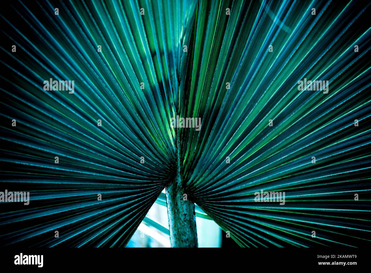 details of Palm leafs in different shades and colors Stock Photo - Alamy