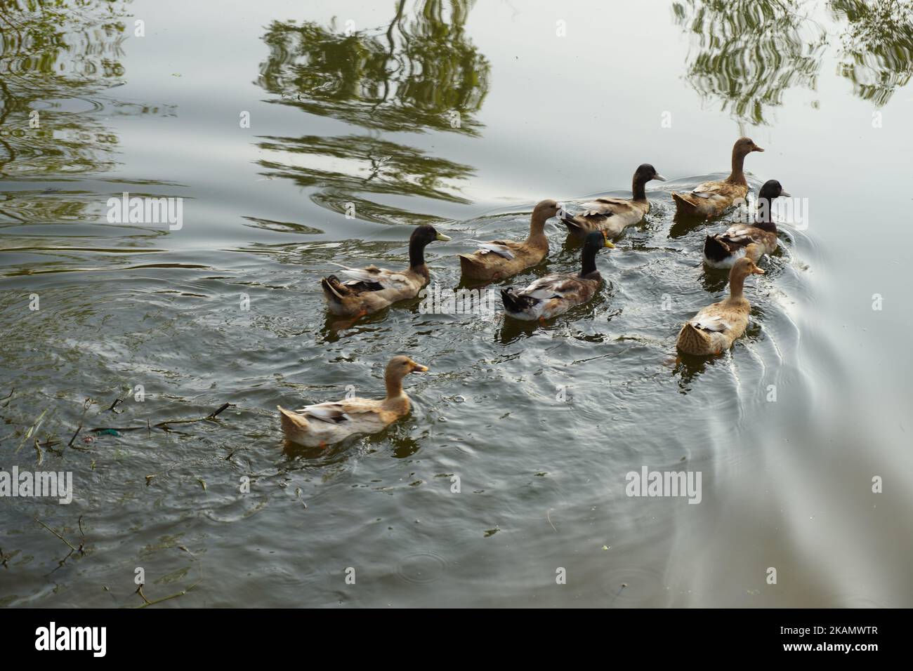 Group of Ducks running way in the frsh water pond Stock Photo - Alamy