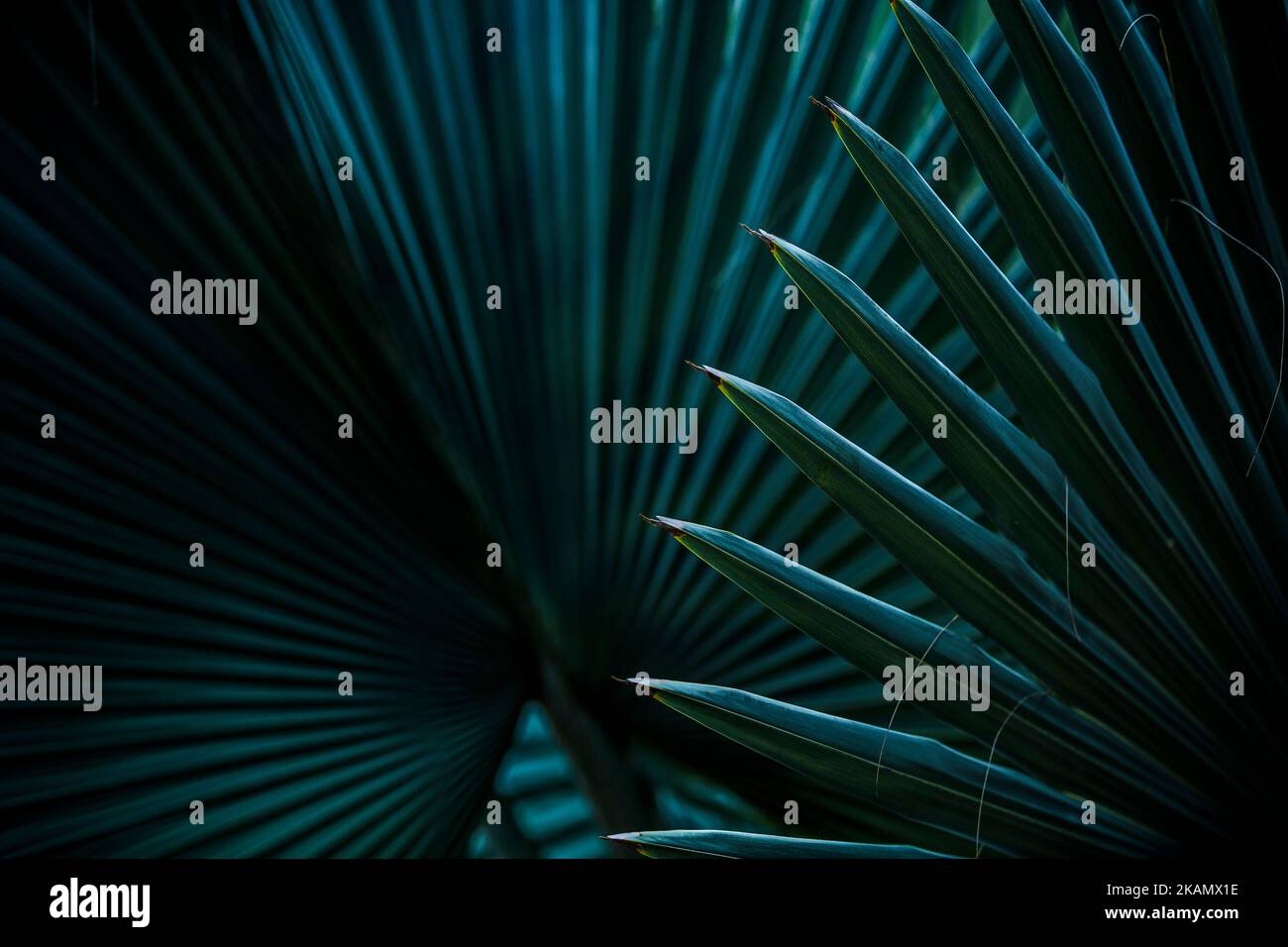 details of Palm leafs in different shades and colors Stock Photo - Alamy