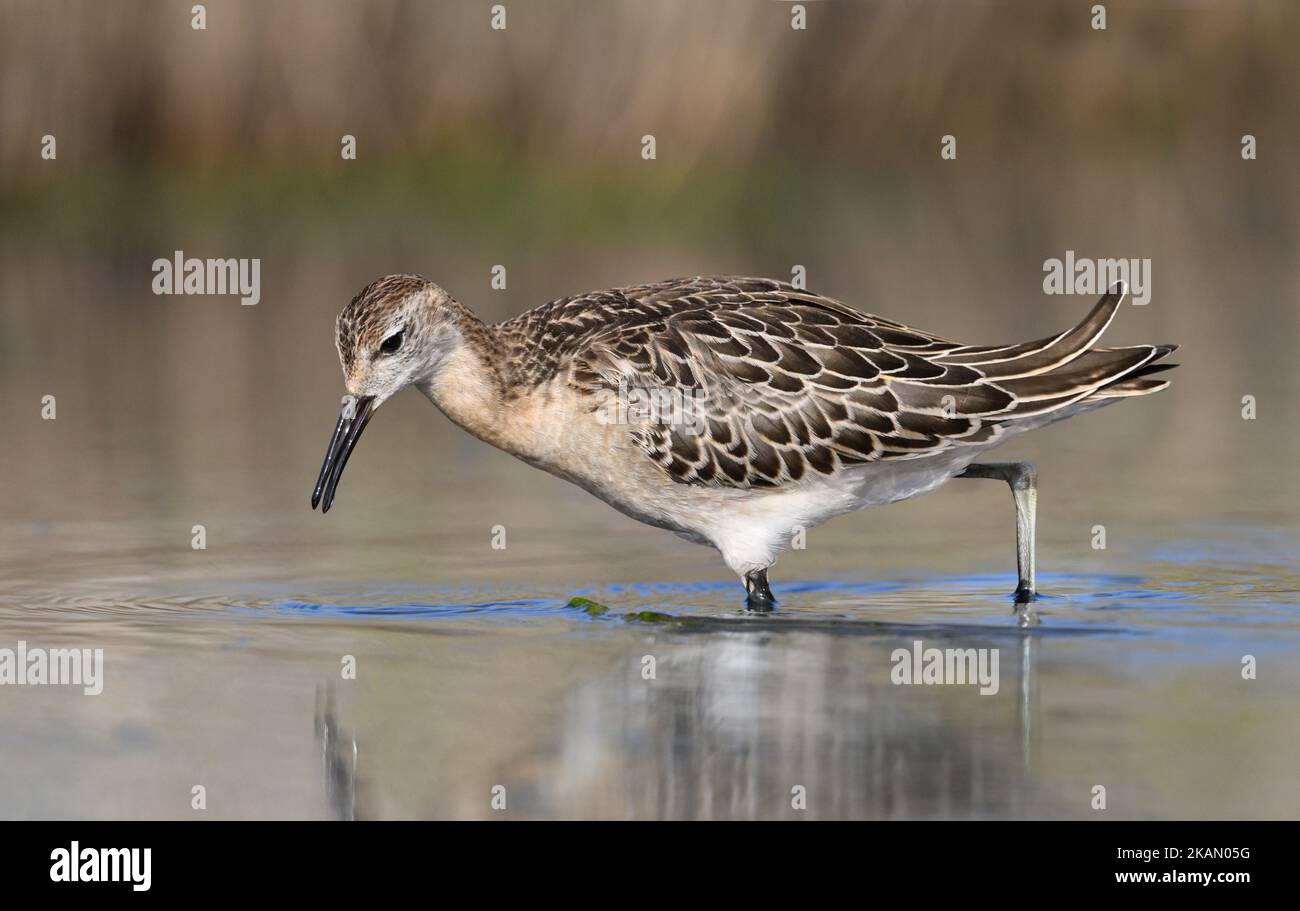 Juvenile ruff philomachus pugnax hi-res stock photography and images ...