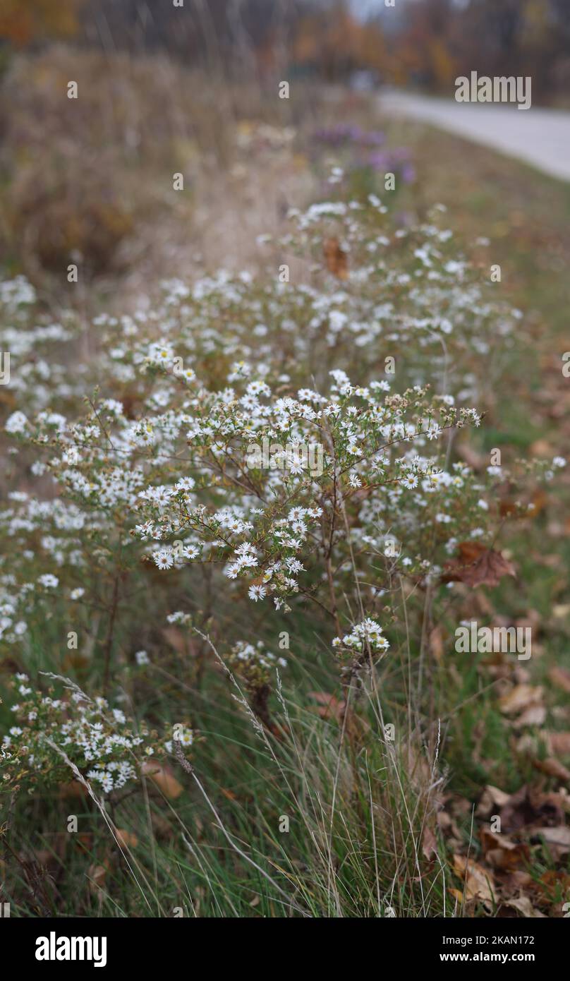 A vertical shot of the field covered with white gypsophila flowers next ...