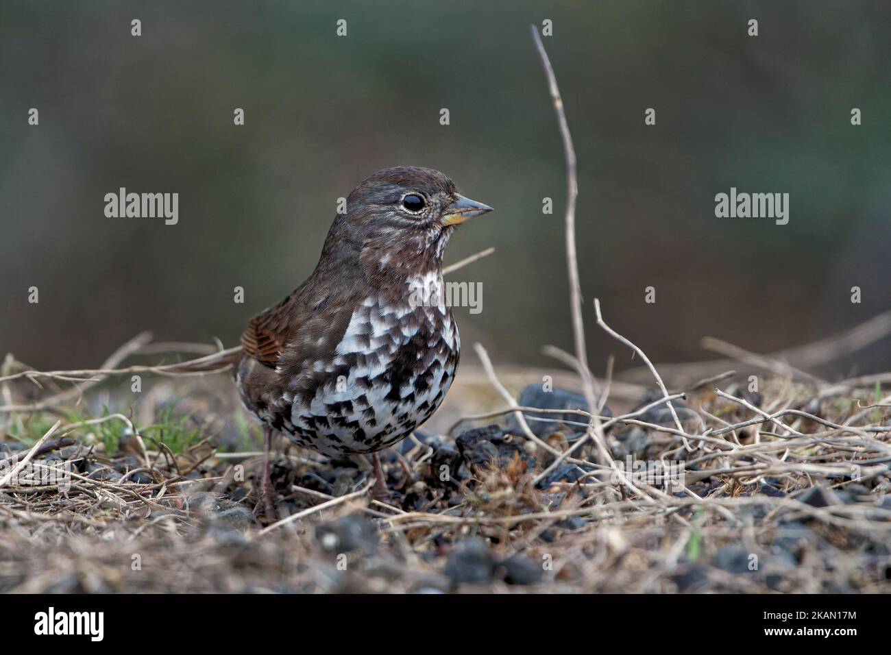 A sooty fox sparrow standing on the ground - Passerella (iliaca ...