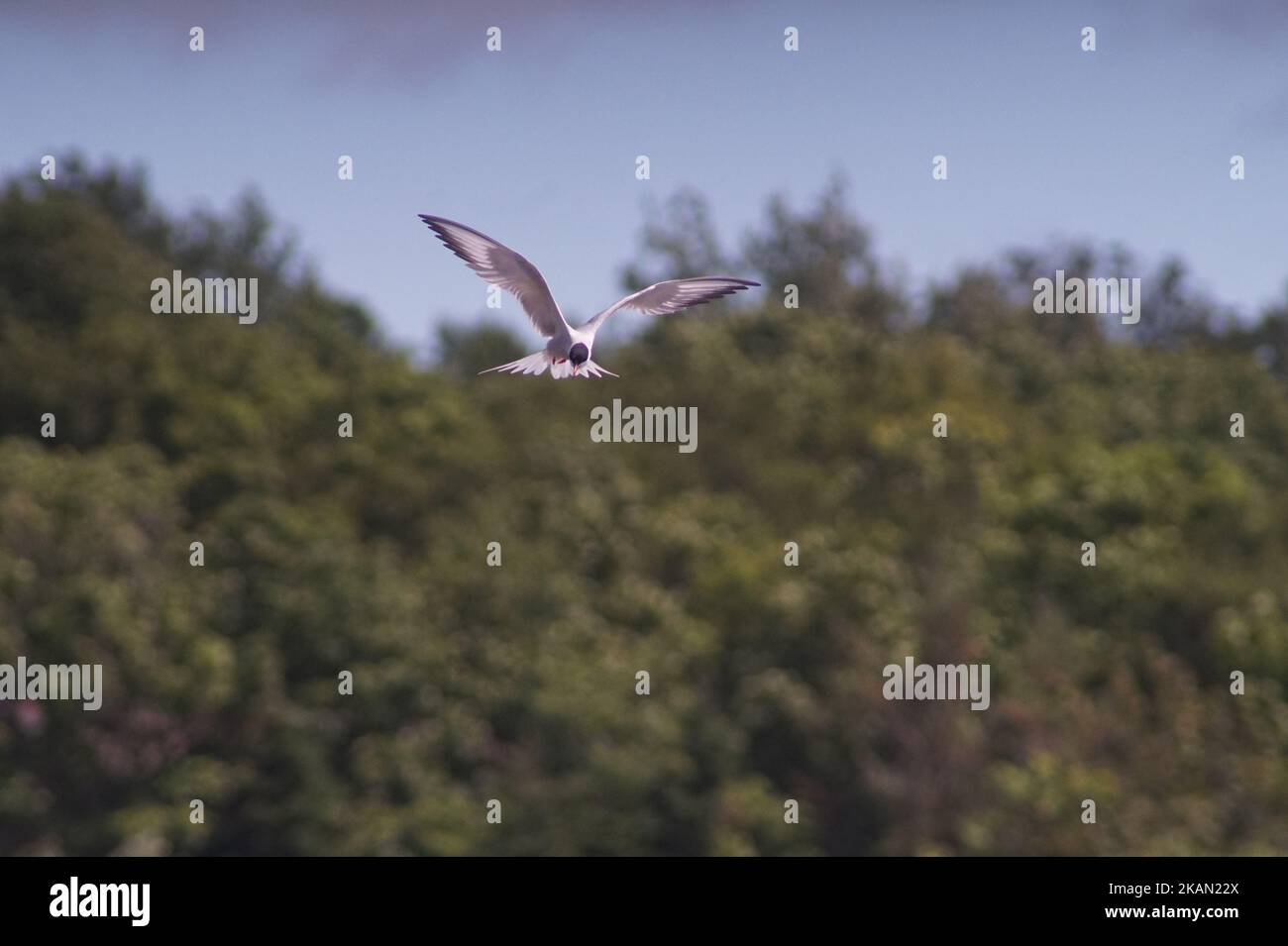 A common tern captured flying high in the sky with its wings wide open ...