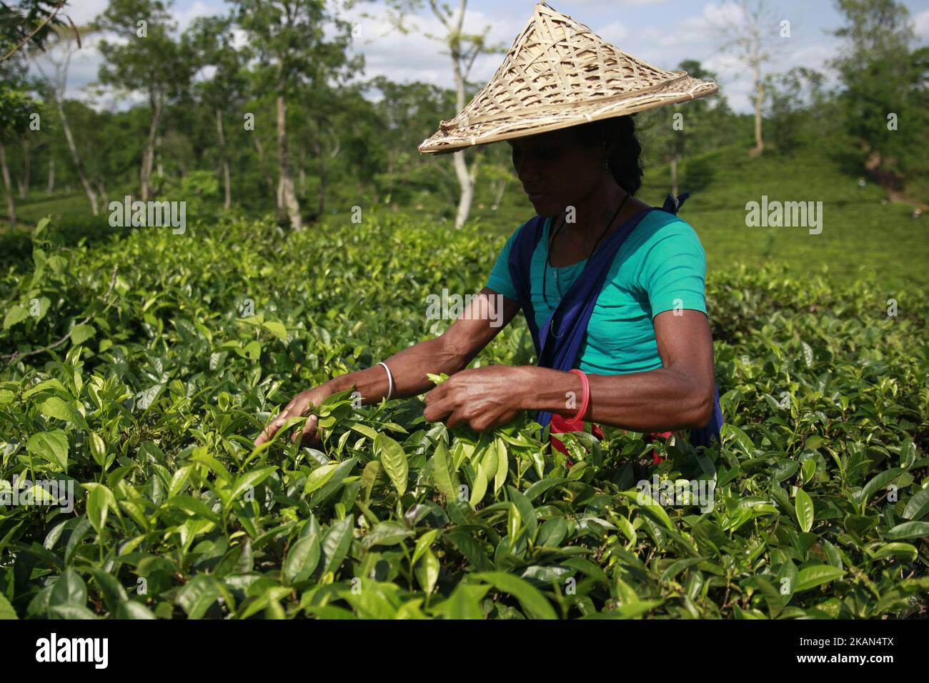 A Bangladeshi woman plucking tea leaves at a tea garden at Srimangal in ...