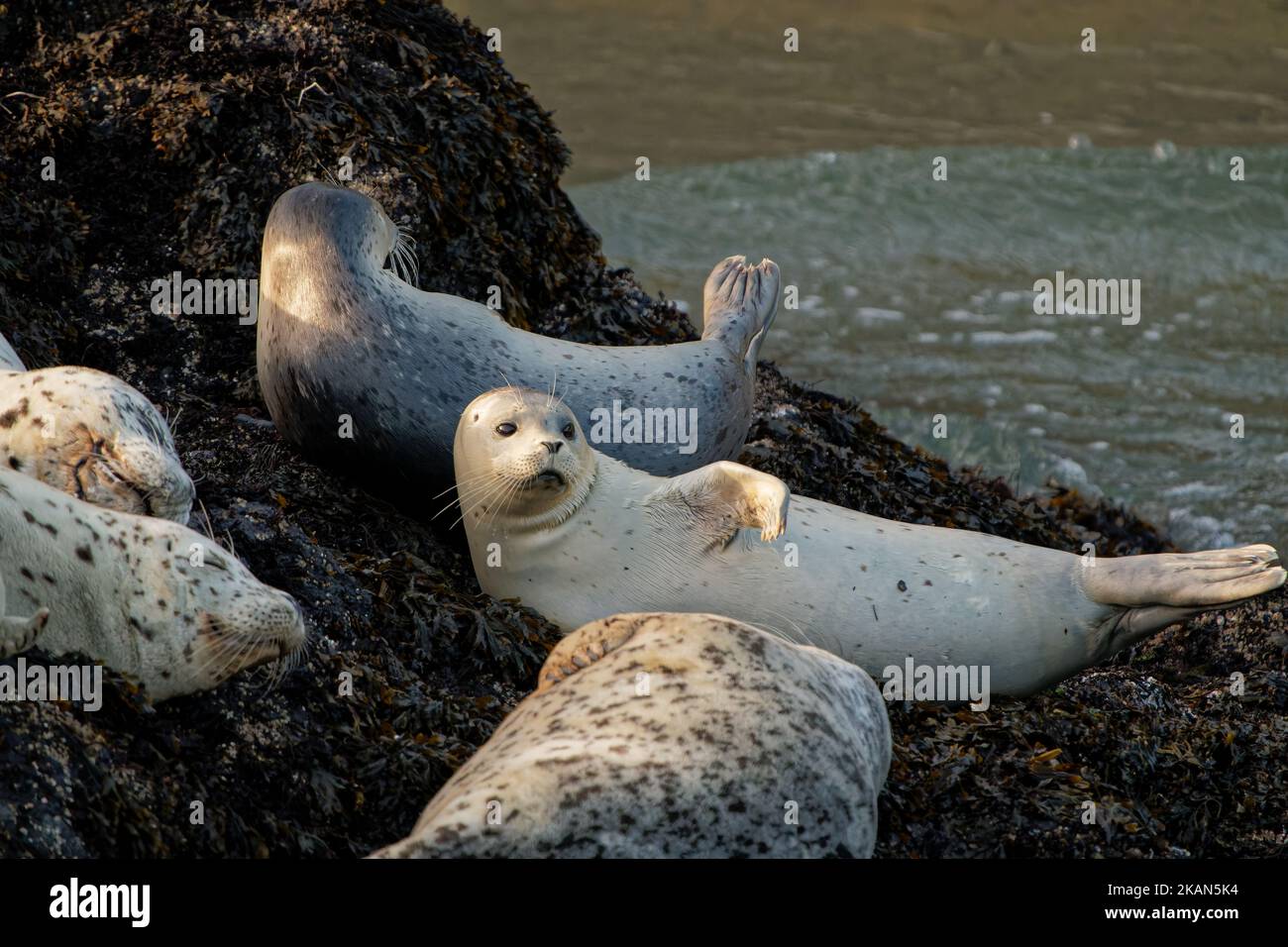 A shot of harbor or common seals lying on the rocks at the seashore ...