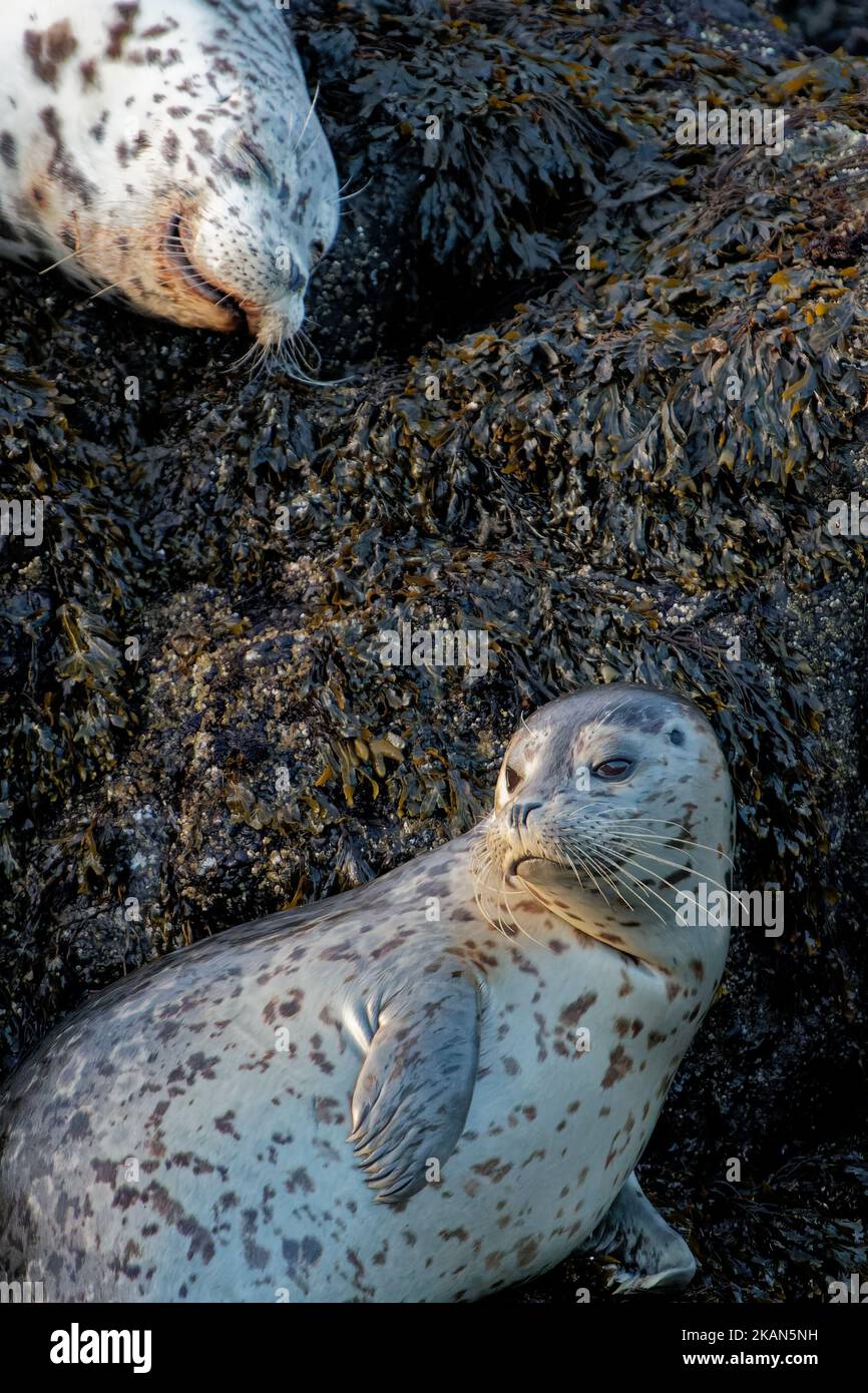 Vertical shot beautiful seals hi-res stock photography and images - Alamy