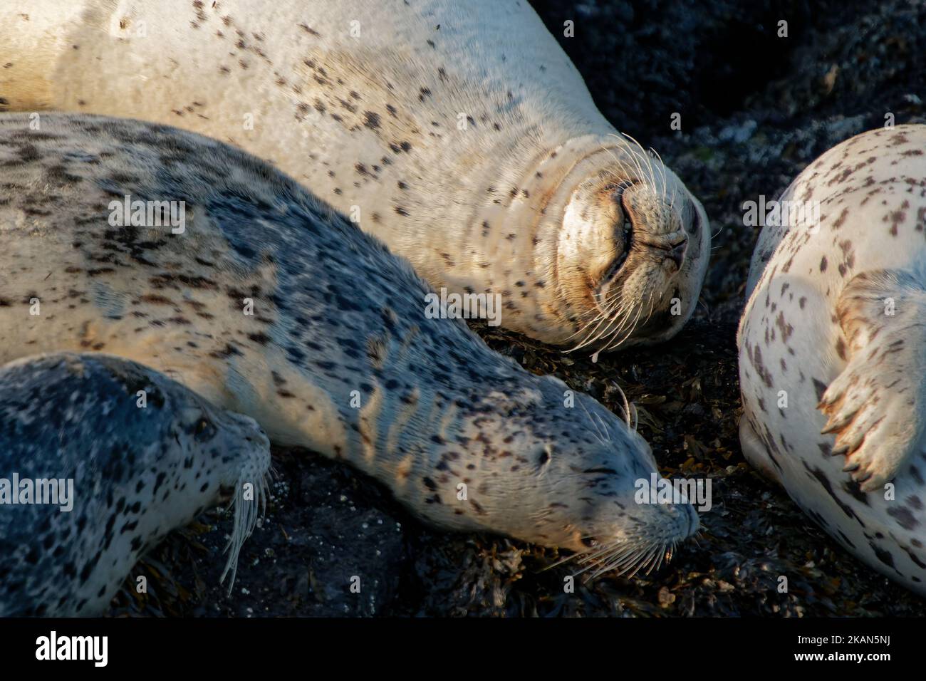 Beautiful shot seals lying hi-res stock photography and images - Alamy