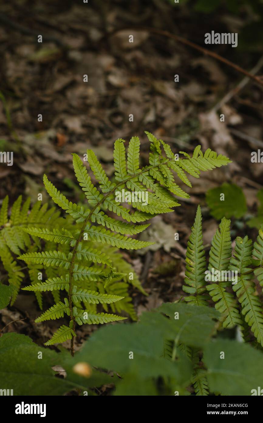 A vertical closeup shot of a green fern plant branch Stock Photo - Alamy