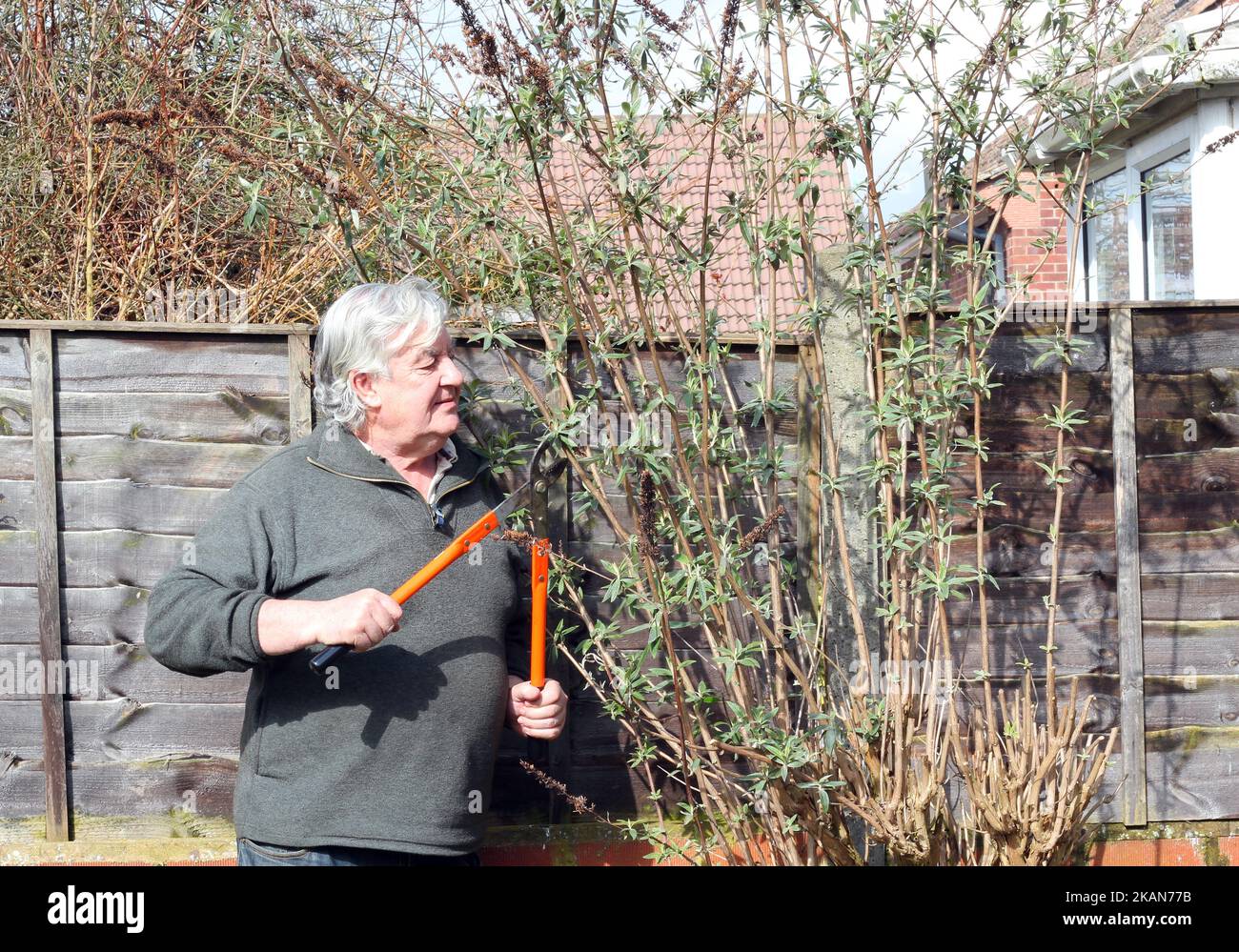 Senior or elderly man pruning a bush in the garden with secateurs or ...