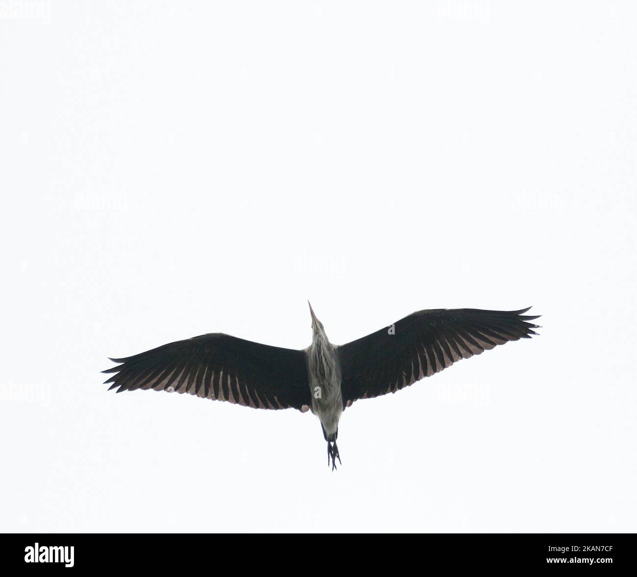 Grey heron bird ardea Cut Out Stock Images & Pictures - Alamy