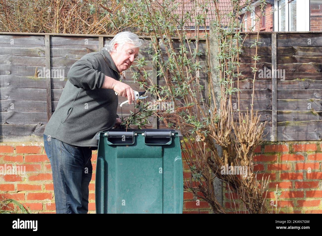 Senior or elderly man pruning a bush in the garden with secateurs or ...