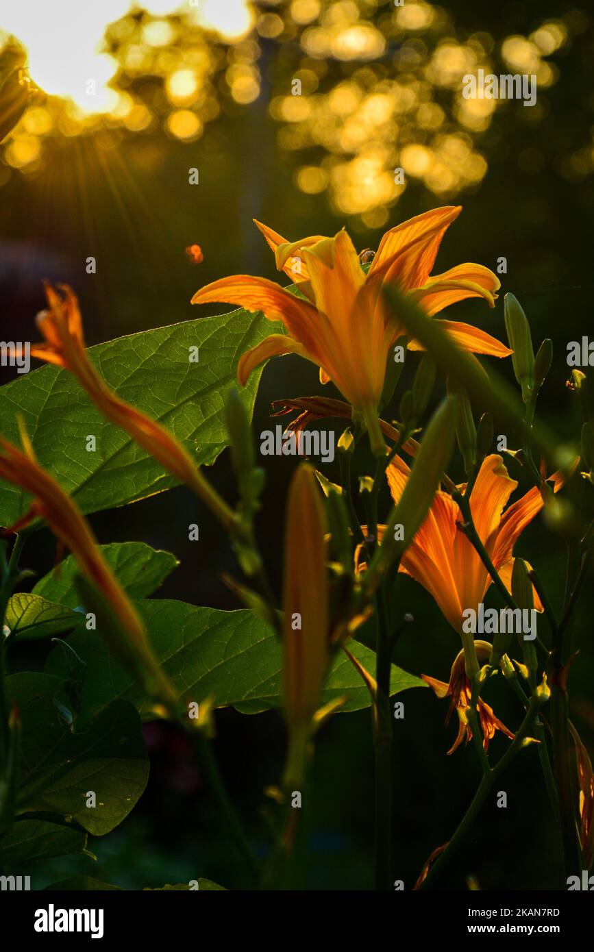The sunlight shining on beautiful orange lilies Stock Photo - Alamy