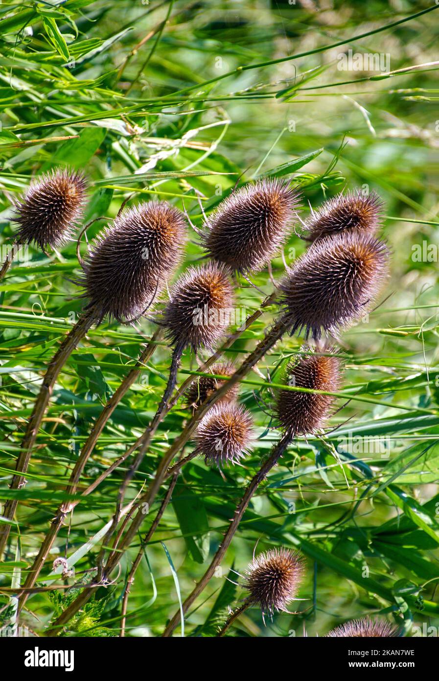 Distelarten hi-res stock photography and images - Alamy