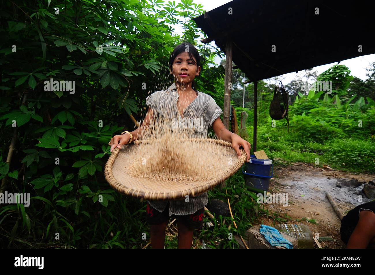 A young lady of Che Wong, Hanani husking rice to prepare lunch for her ...