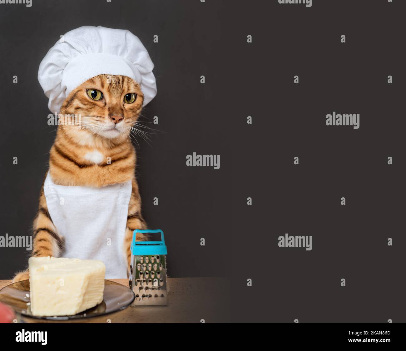 Bengal cat cook with a grater and cheese on a dark background. Copy ...