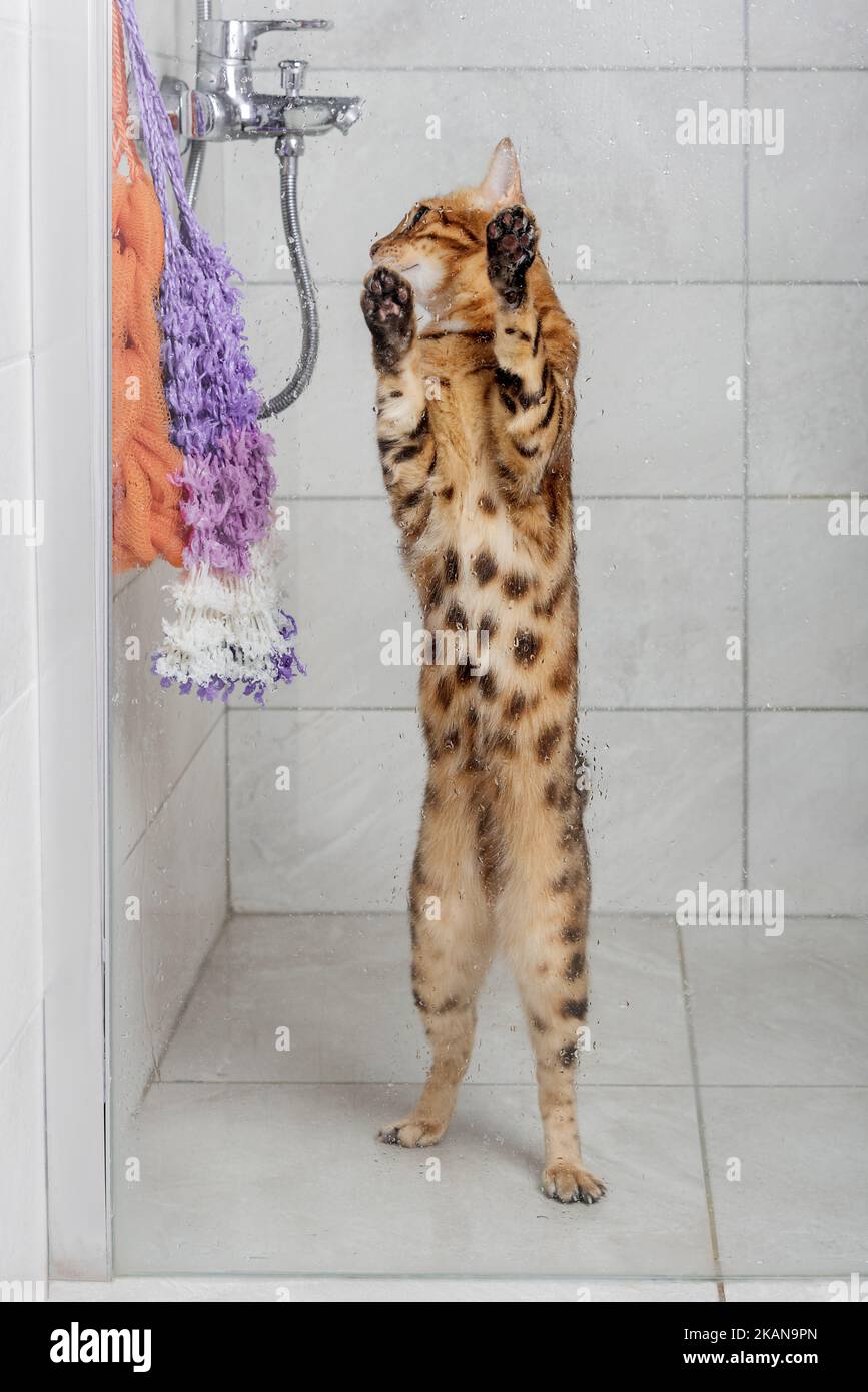 Bengal cat in the shower. Washing pets. Domestic cat care Stock Photo ...