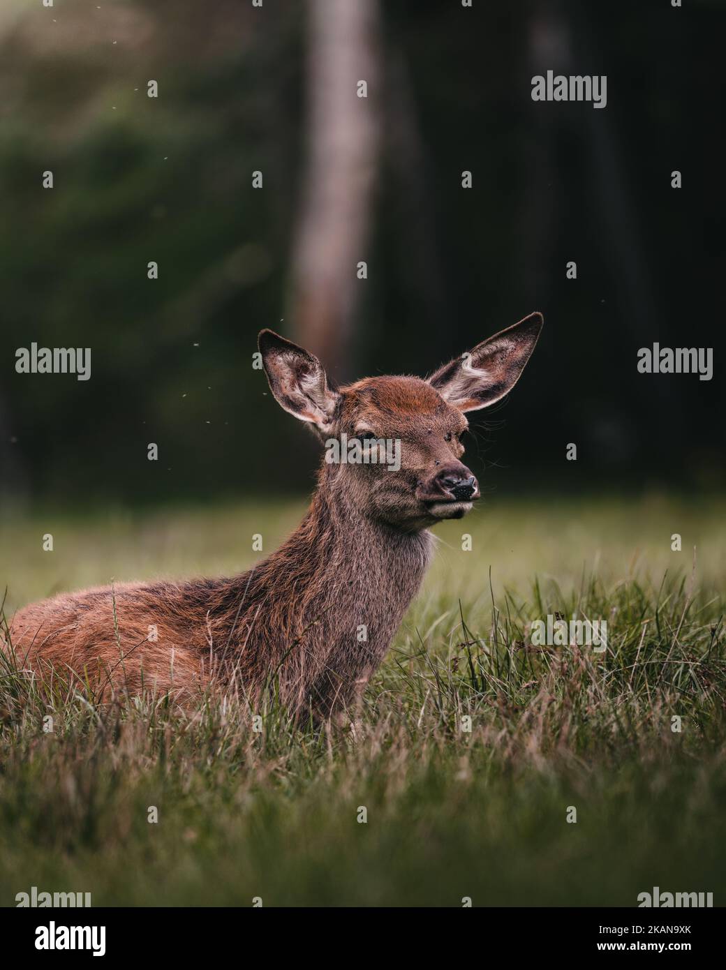 A vertical shot of a beautiful red deer fawn with grass coming up to ...