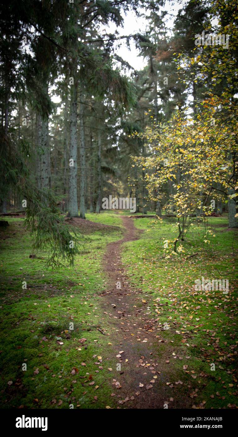 A vertical shot of a path with trees and grass on both sides in a ...