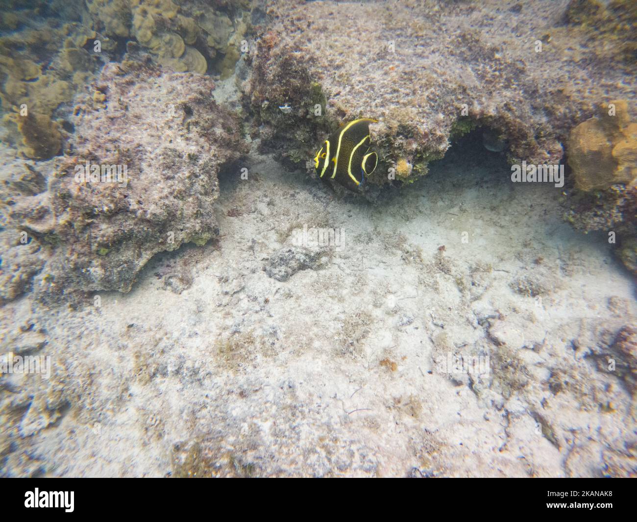 Underwater creature yellow fish hi-res stock photography and images - Alamy