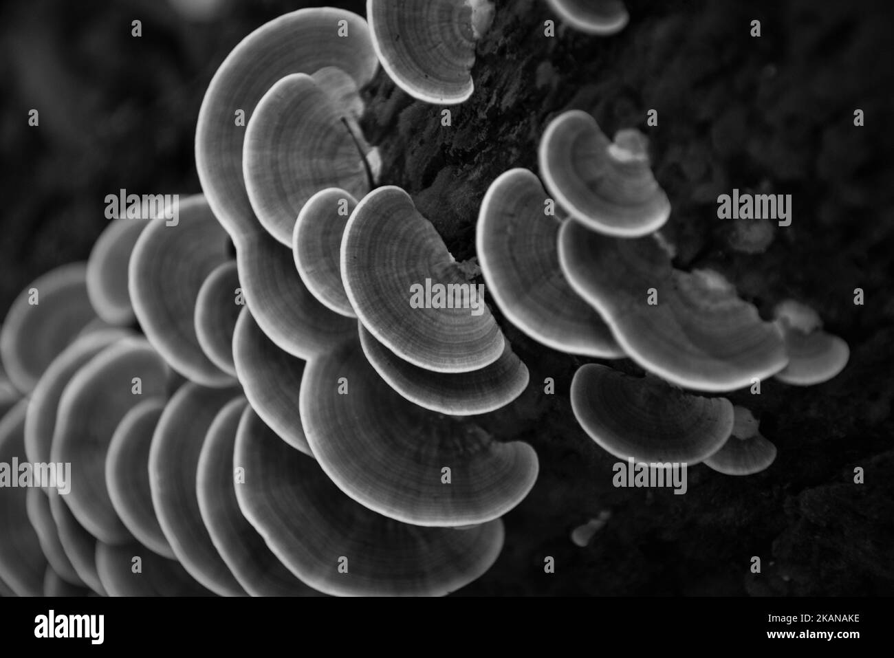 Black fungus Black and White Stock Photos & Images - Alamy