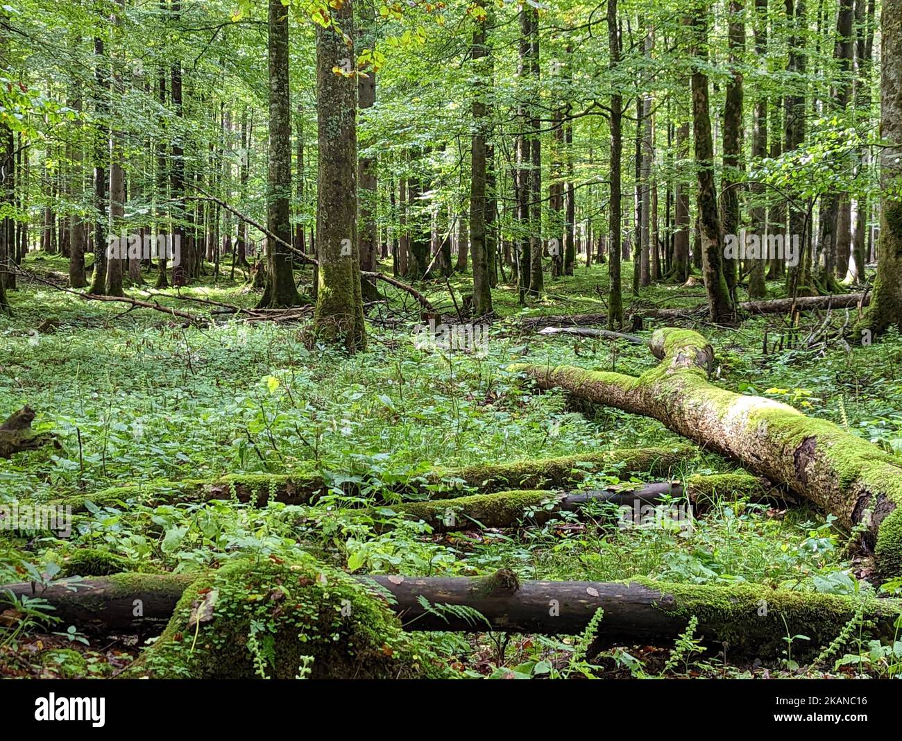 A fallen trunks covered with moss and trees in the background in a ...