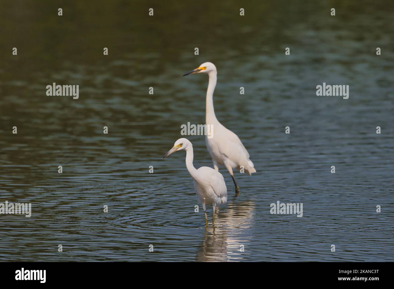 A young blue heron standing in a calm lake with a snowy egret beside it ...
