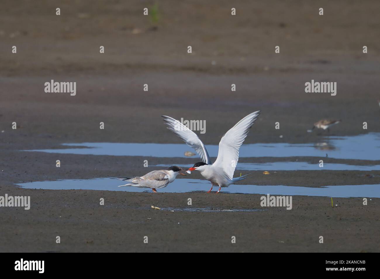 A river bank with two common terns (Sternidae) feeding each other Stock ...