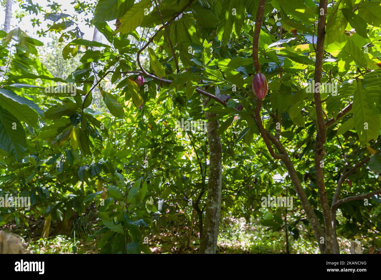 The Cocoa plant with green leaves on the tree Stock Photo - Alamy